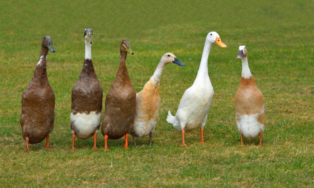 Duck Breeds for Eggs and Meat - Backyard Poultry